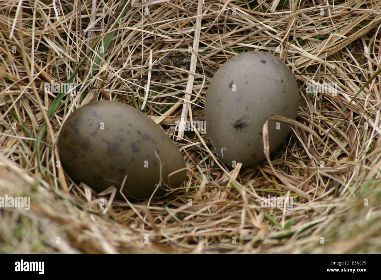 Skua nest hi-res stock photography and images - Alamy