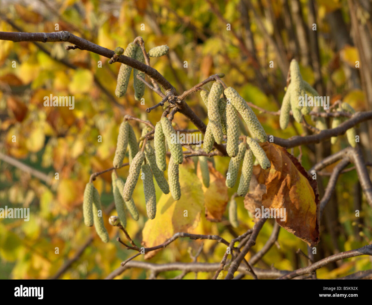 Common hazel (Corylus avellana Stock Photo - Alamy