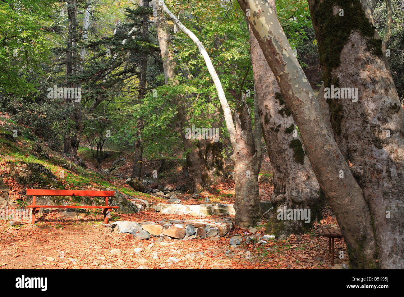 Cyprus cedar tree hi-res stock photography and images - Alamy