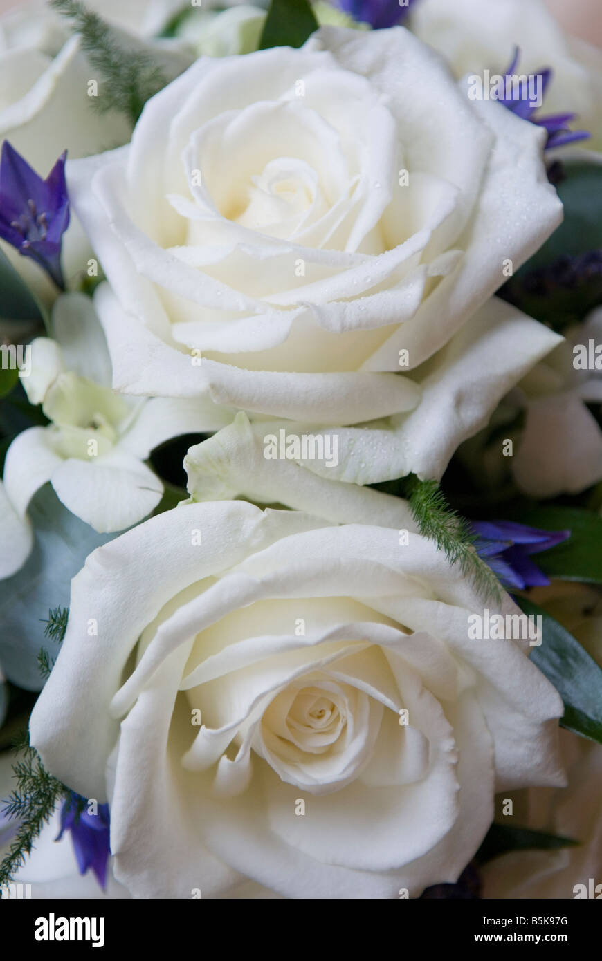White roses in flower arrangement Stock Photo - Alamy