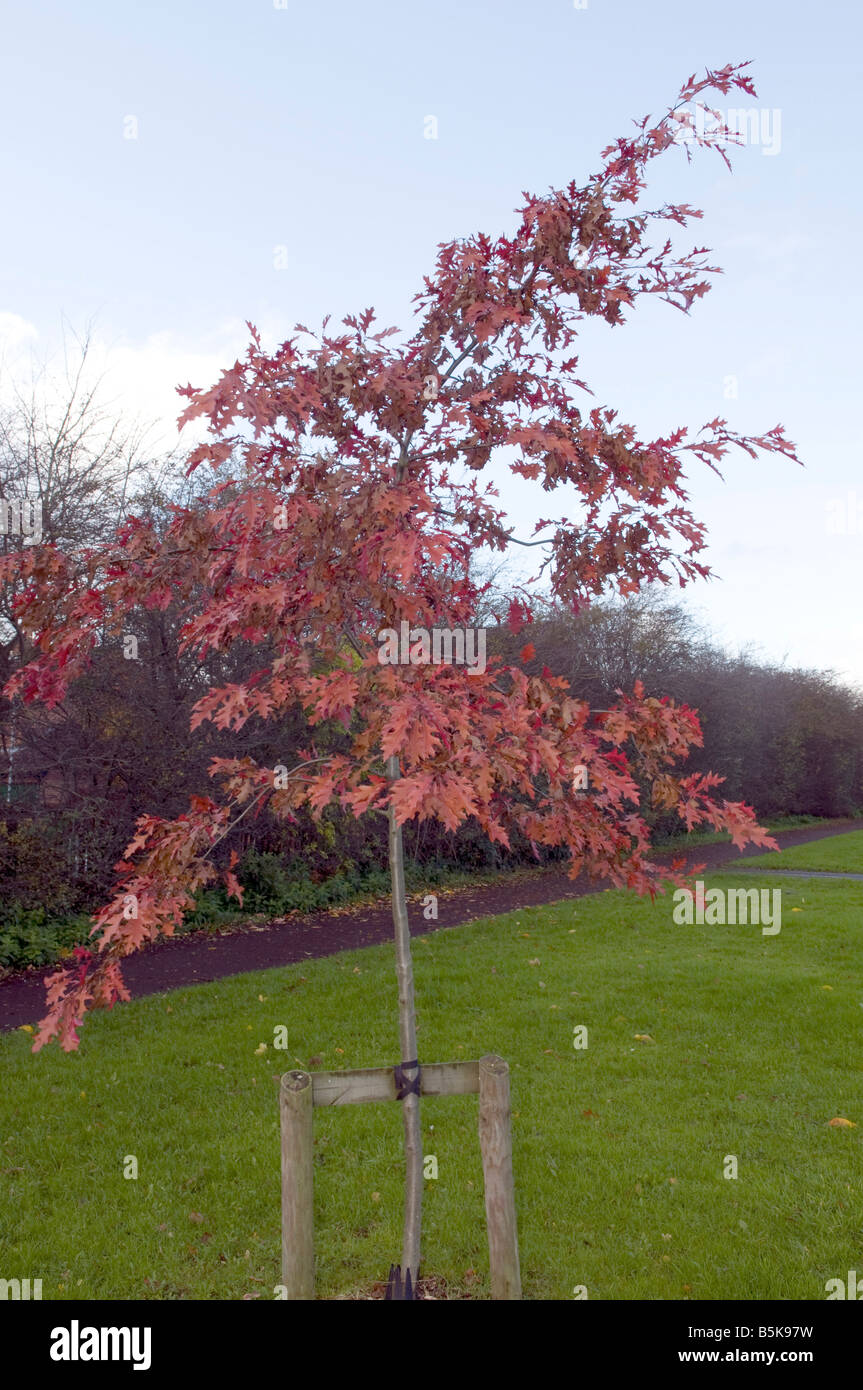 Quercus rubra Red Oak tree Stock Photo - Alamy