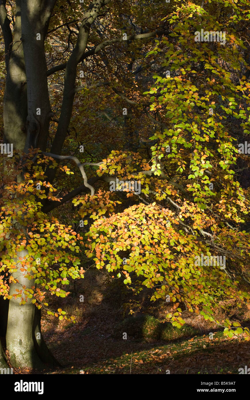 Common beech hi-res stock photography and images - Alamy