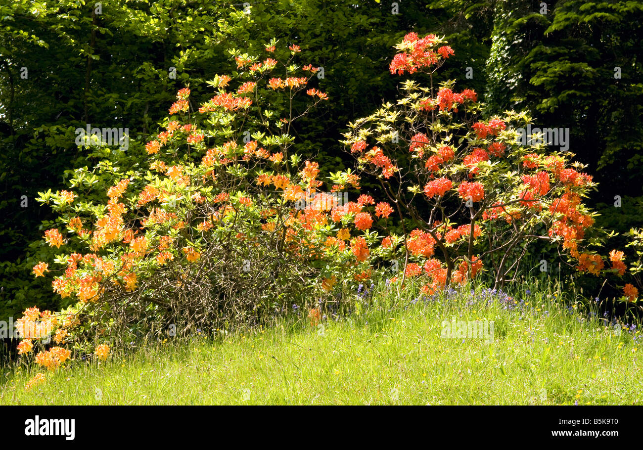 Pair of Azalea bushes in full bloom Stock Photo - Alamy