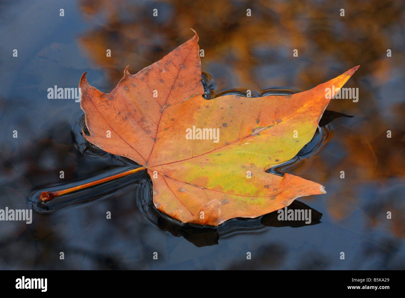 Fallen plane leaf floating on the water.Platanus acerifolia Stock Photo ...