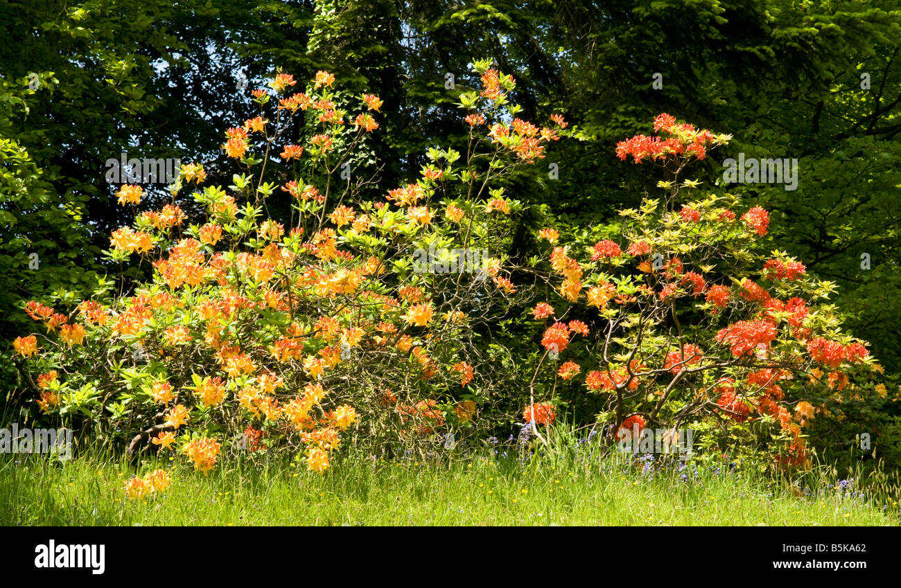 Pair of Azalea bushes in full bloom Stock Photo - Alamy