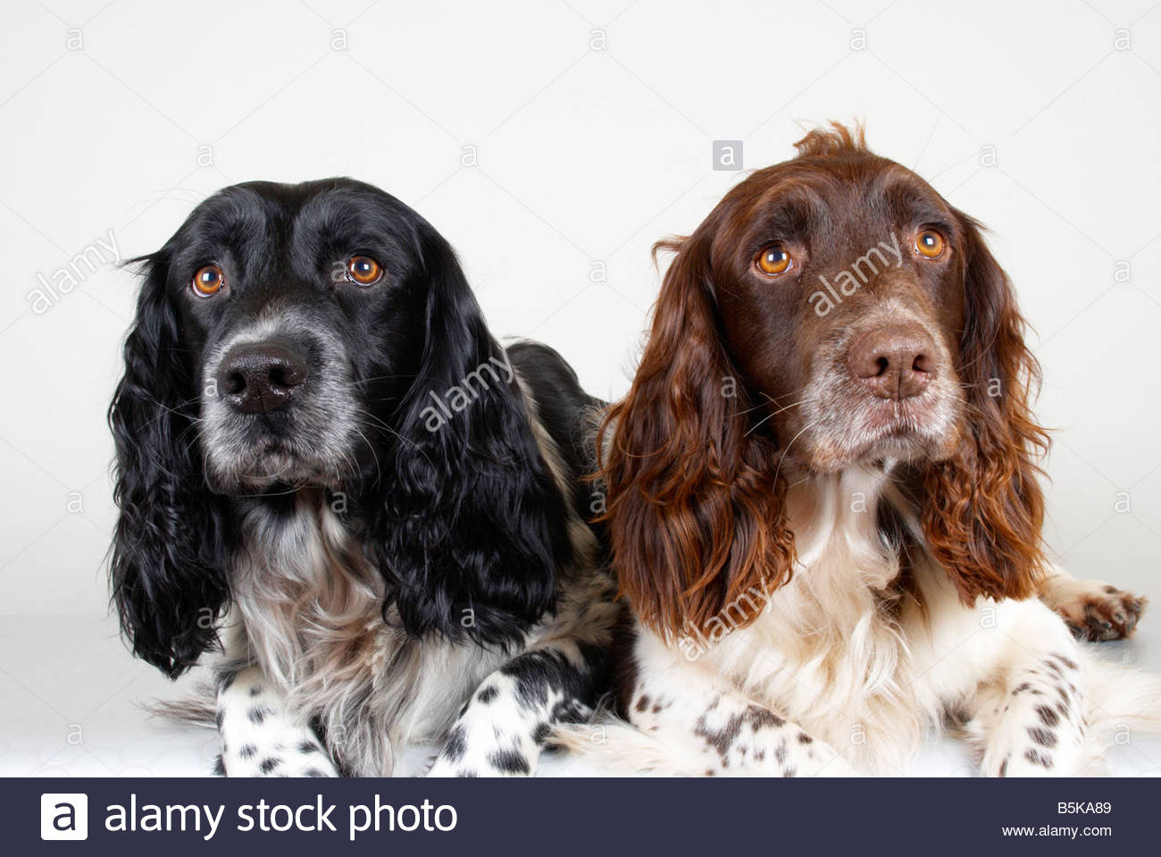 Working Springer Spaniel Stock Photos & Working Springer Spaniel Stock ...