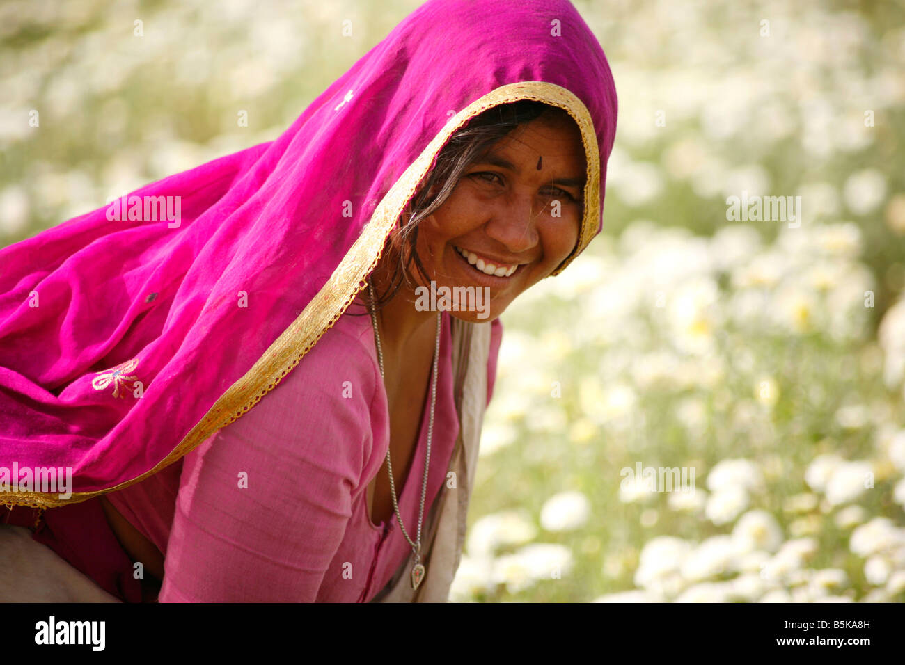 Female flower picker in the fields of Pushkar Rajasthan India Stock ...