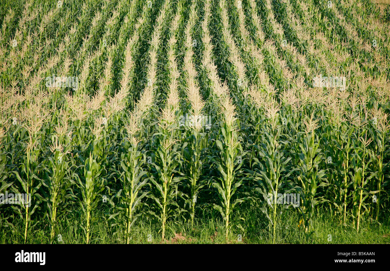 Lines of corn in green field Stock Photo - Alamy
