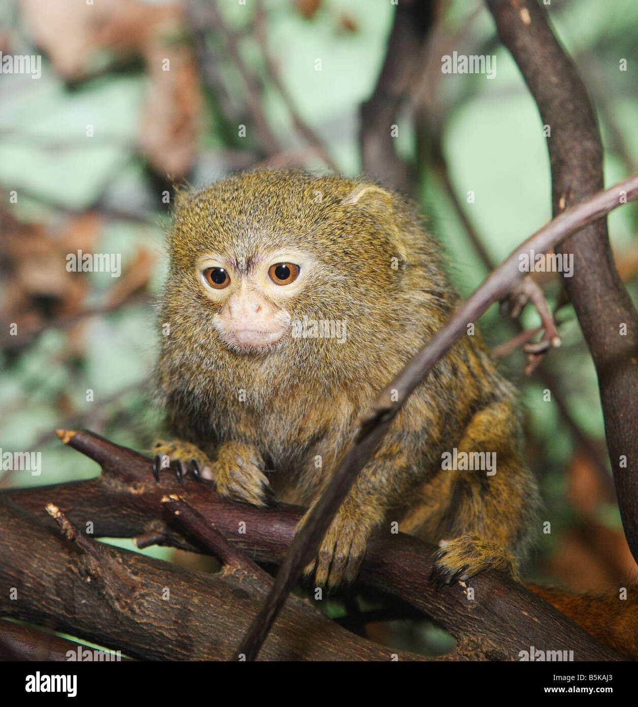 A pygmy marmoset sitting in a tree Stock Photo - Alamy