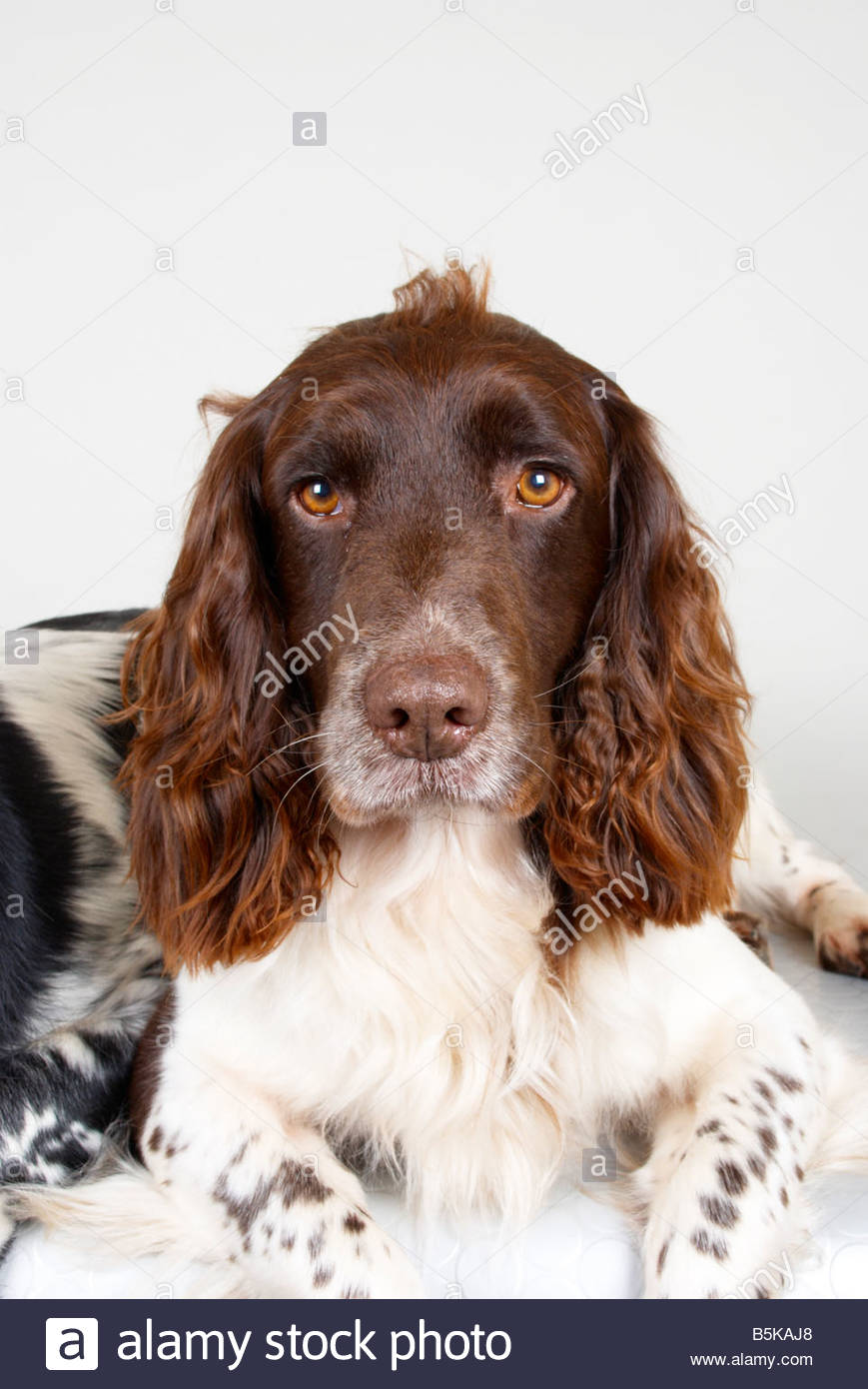 Working Springer Spaniel Stock Photos & Working Springer Spaniel Stock ...