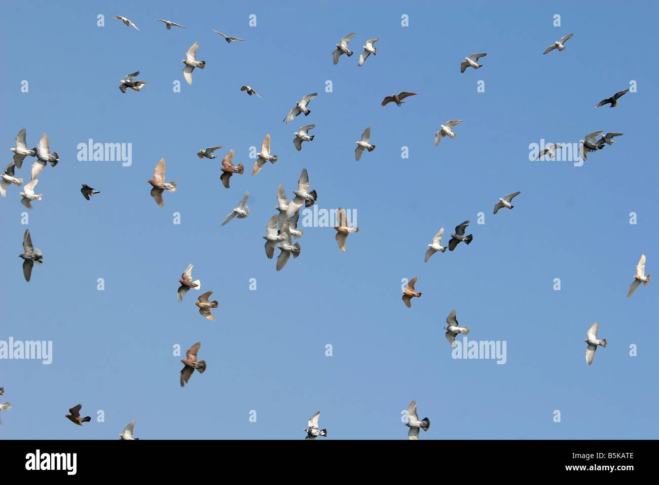Trained pigeons flying the in the skies of Delhi India Stock Photo - Alamy
