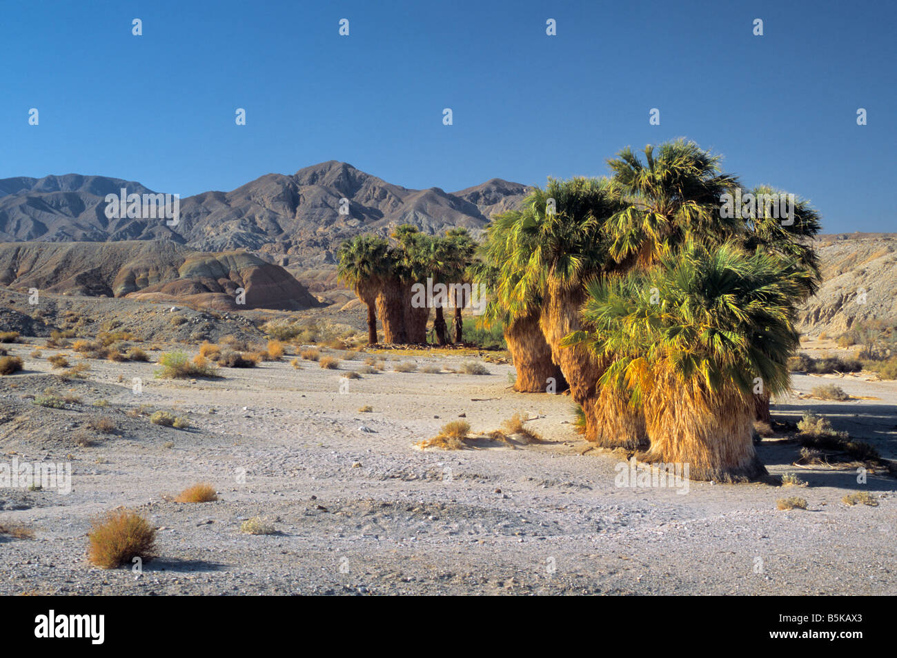 Palms in the desert hi-res stock photography and images - Alamy