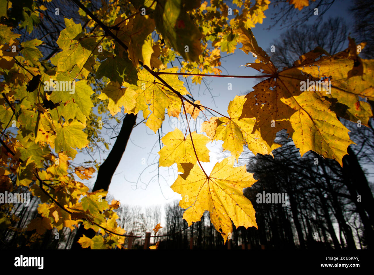 Fresh display foliage hi-res stock photography and images - Alamy