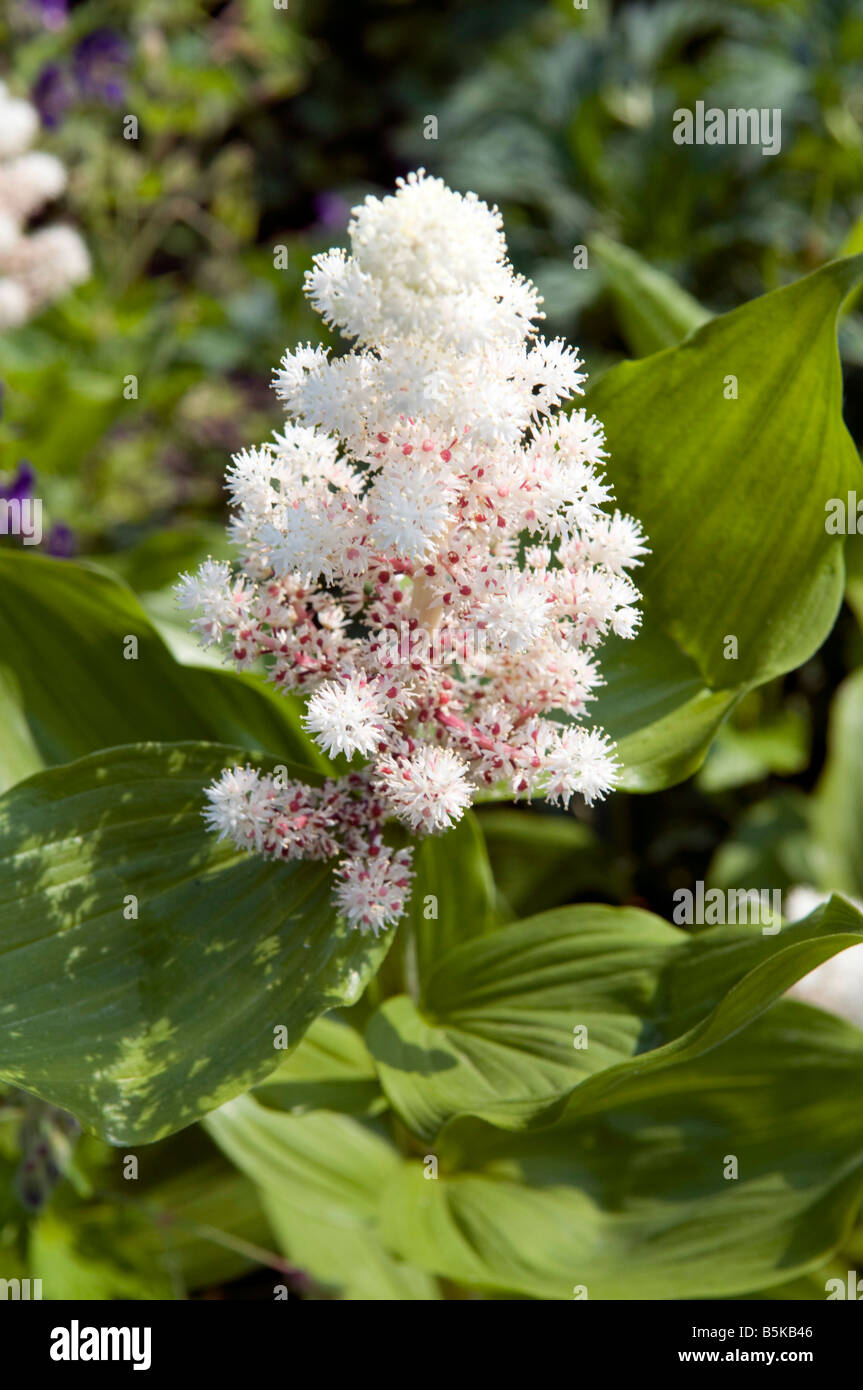 Smilacina racemosa hi-res stock photography and images - Alamy