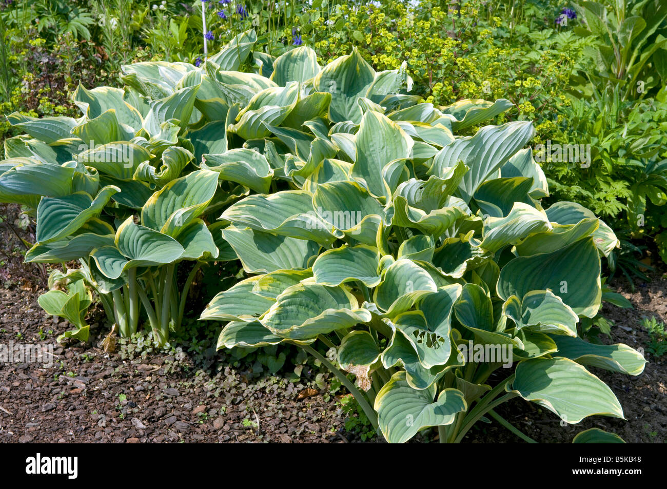 Hosta Platain Lily `Ground Master` Stock Photo - Alamy