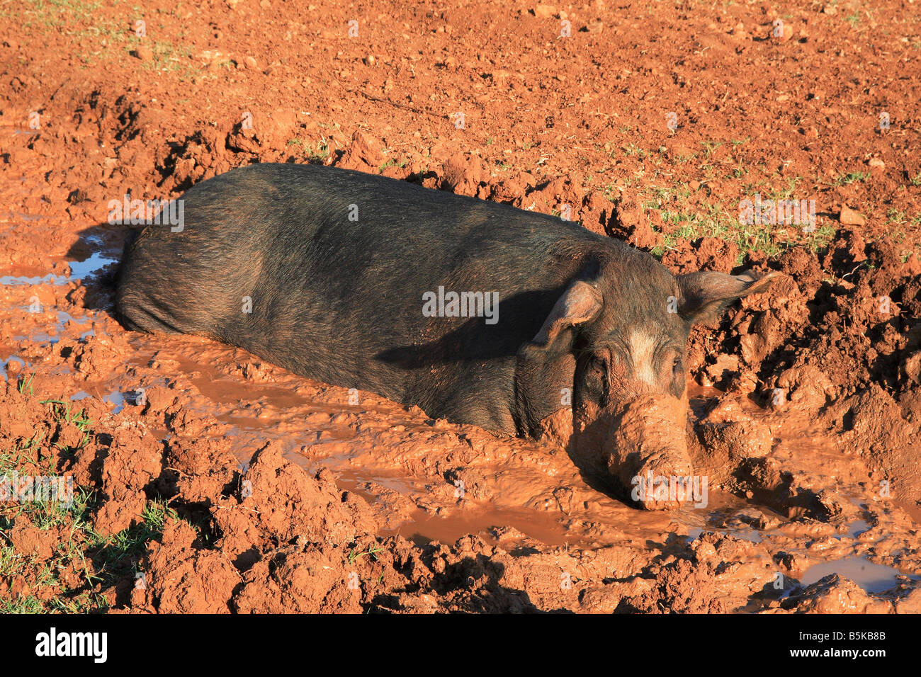 Pig in mud Cyprus Stock Photo - Alamy