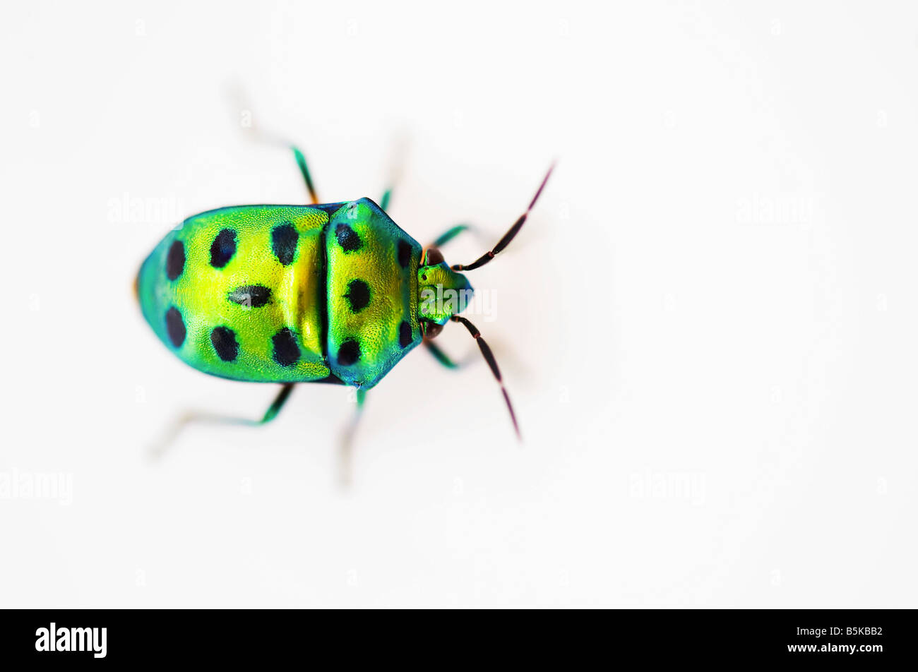 Chrysocoris stollii. Indian Green jewel bug on white background. India ...