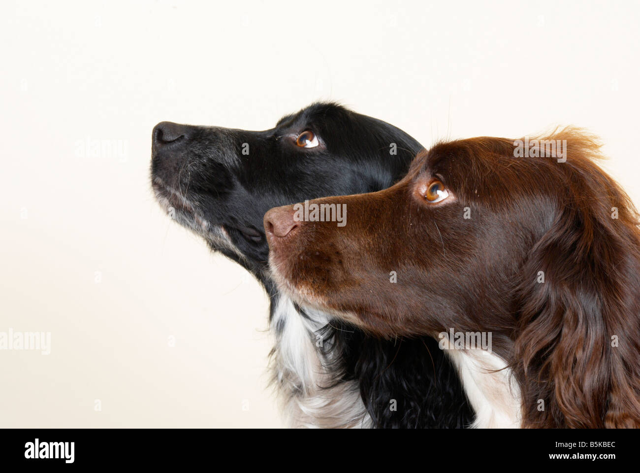 Black tan english spaniel profile hi-res stock photography and images ...
