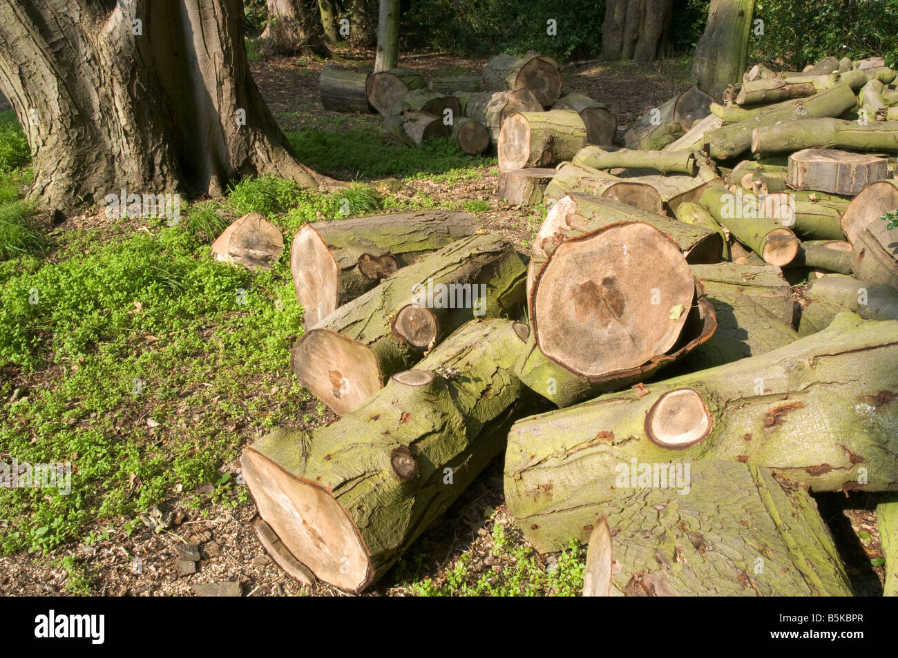 cut logs in forest firewood timber forestry Stock Photo - Alamy