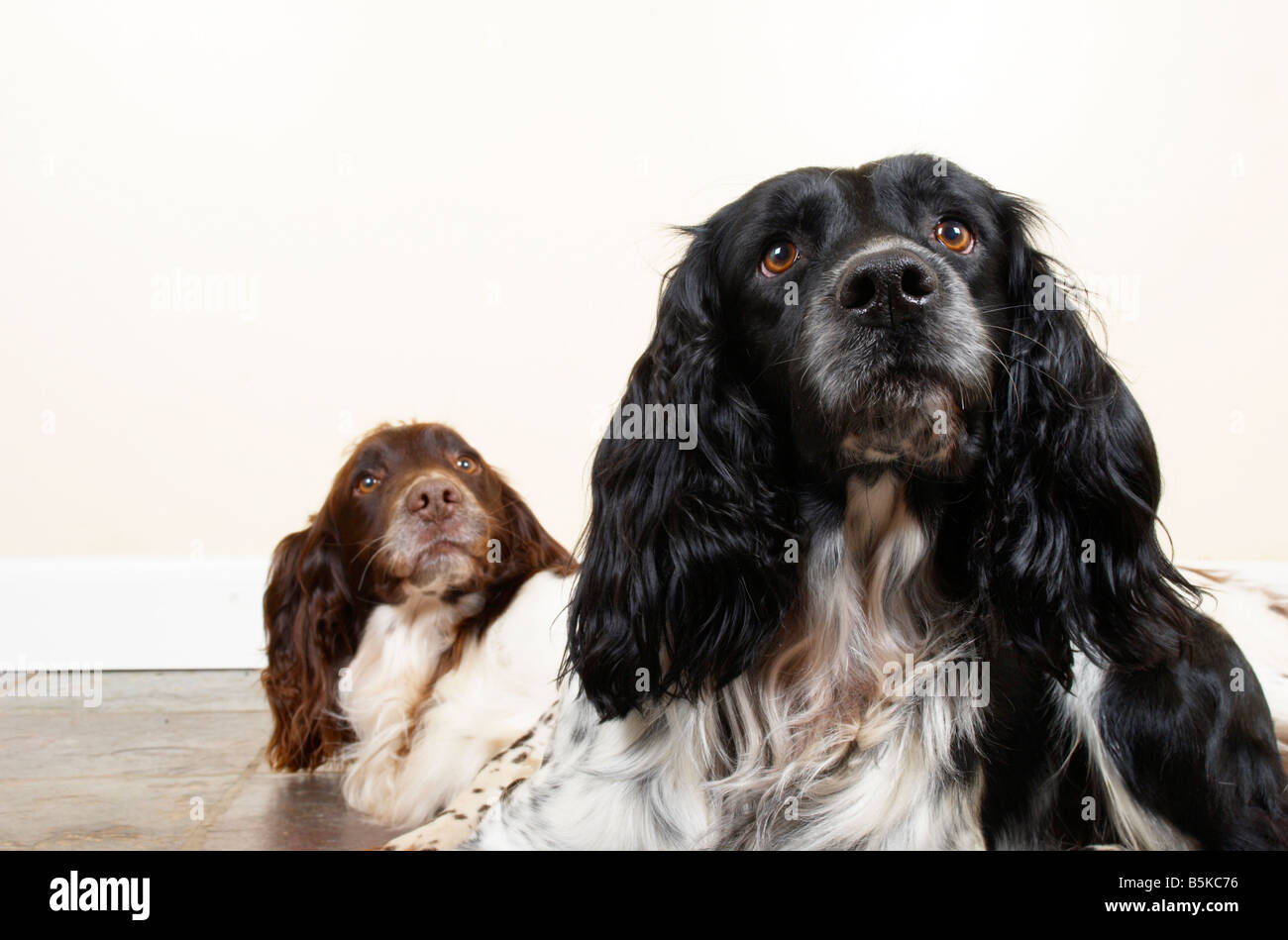 English springer spaniels hi-res stock photography and images - Alamy