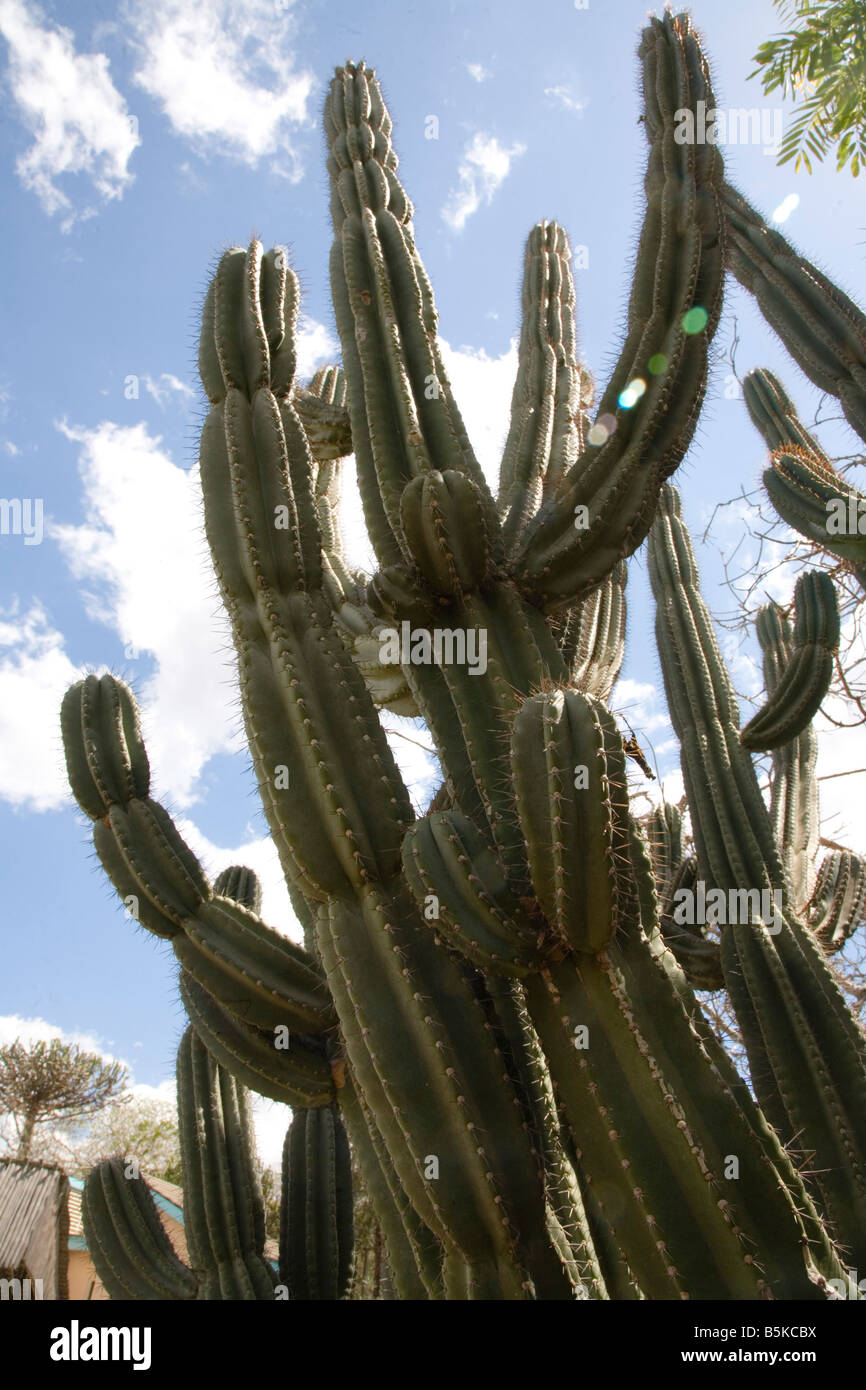 Catus plant Stock Photo - Alamy
