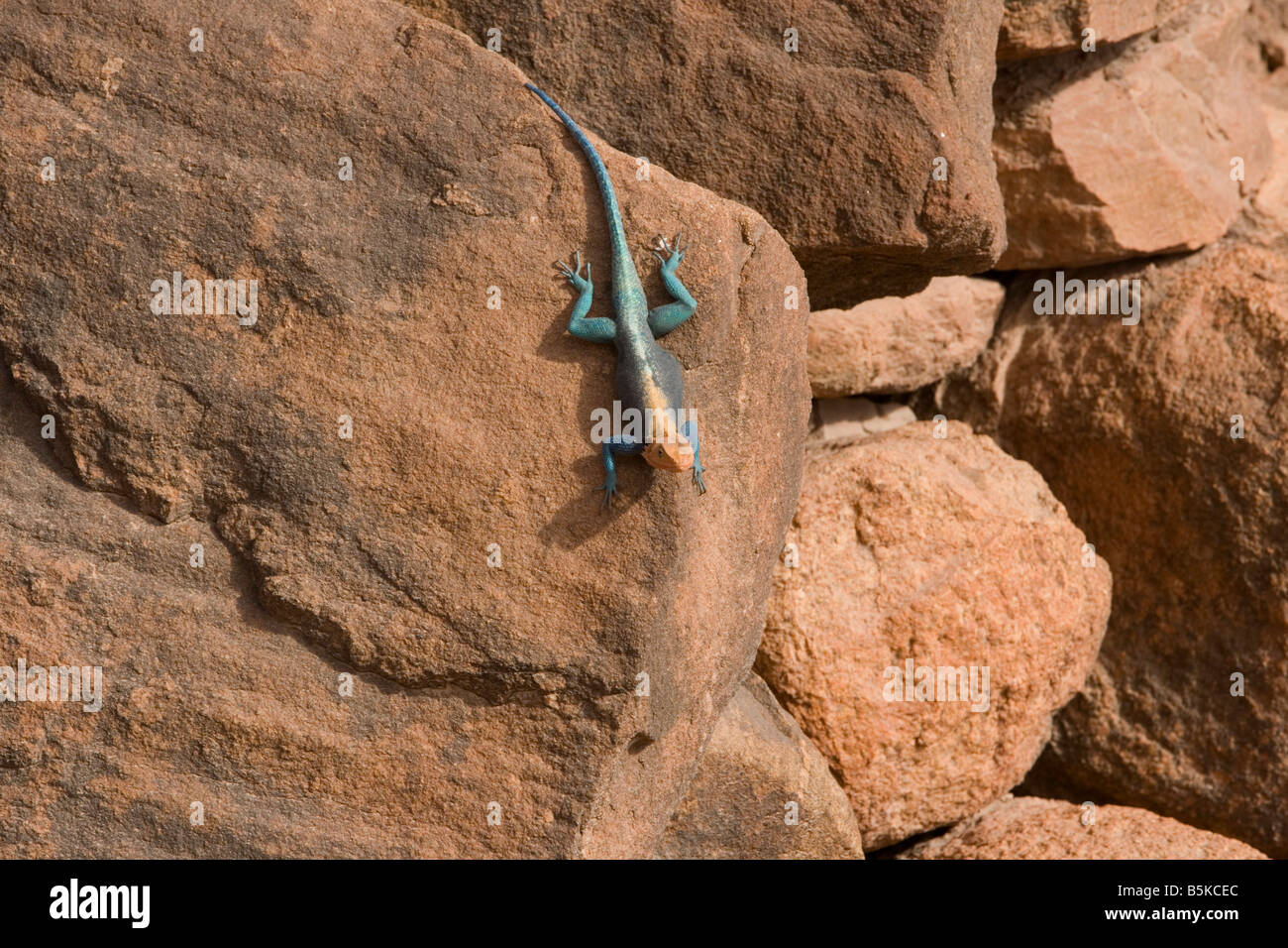 Lizard basking in the sun Stock Photo - Alamy