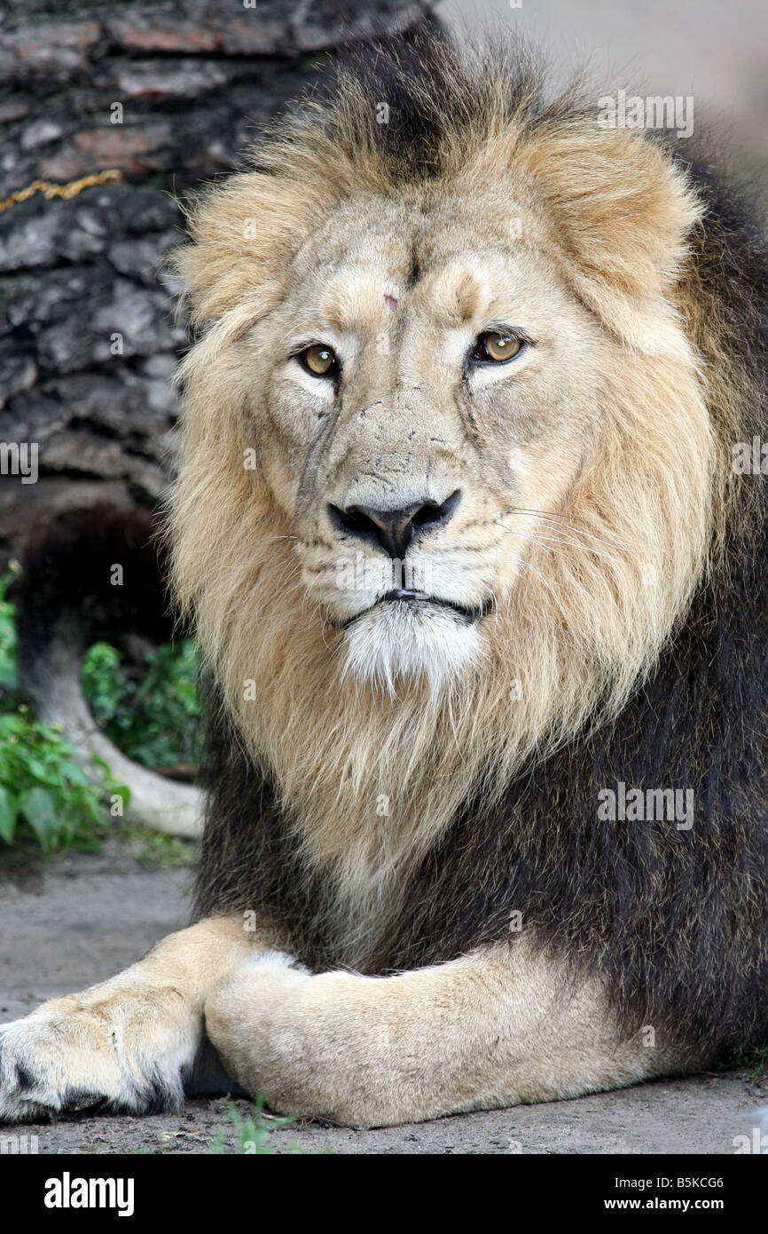 Most beautiful lion hi-res stock photography and images - Alamy