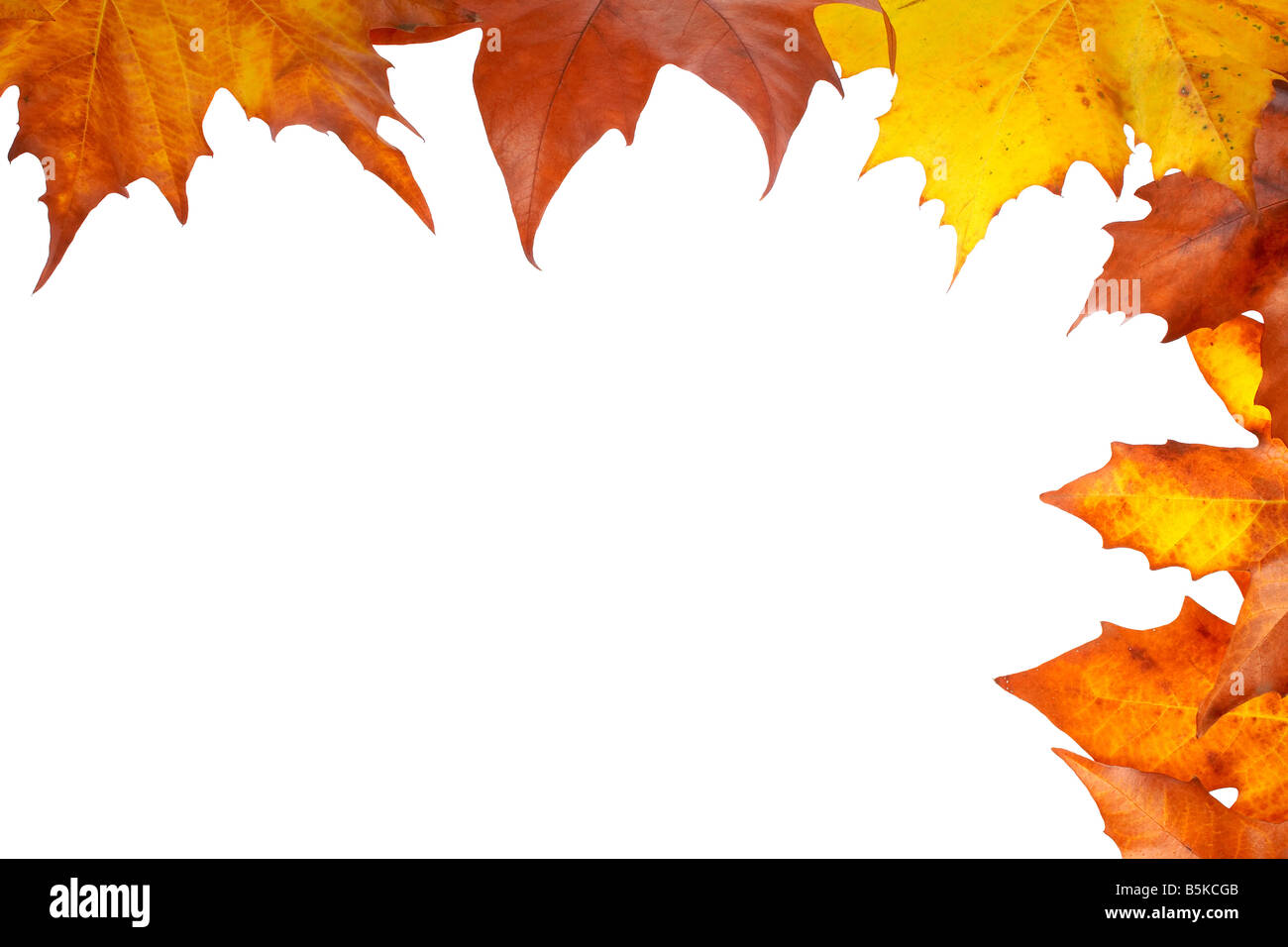 Colorful autumn corner made from leaves isolated on white background ...