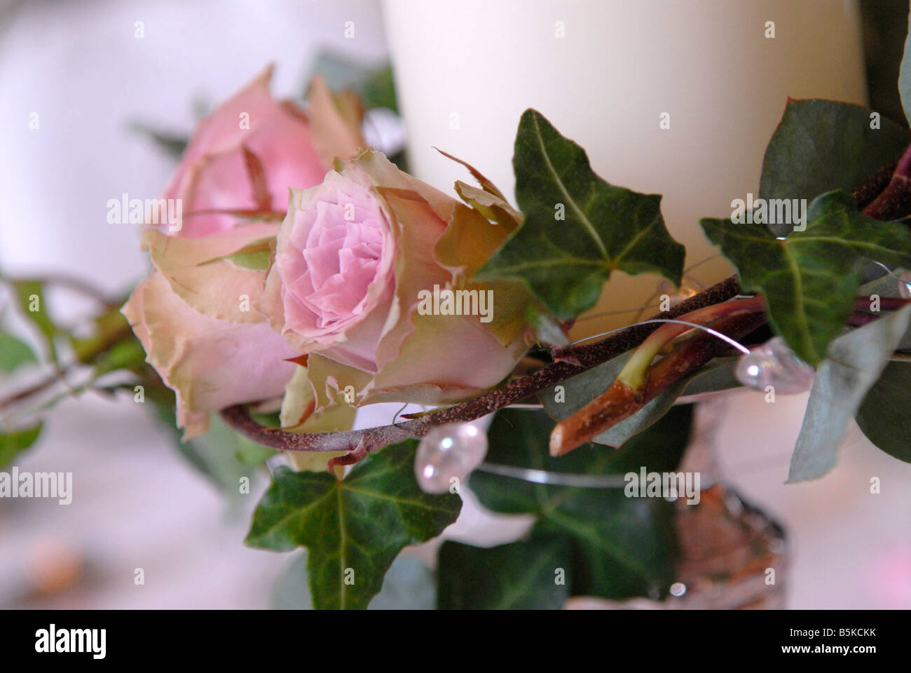 Roses and ivy hi-res stock photography and images - Alamy