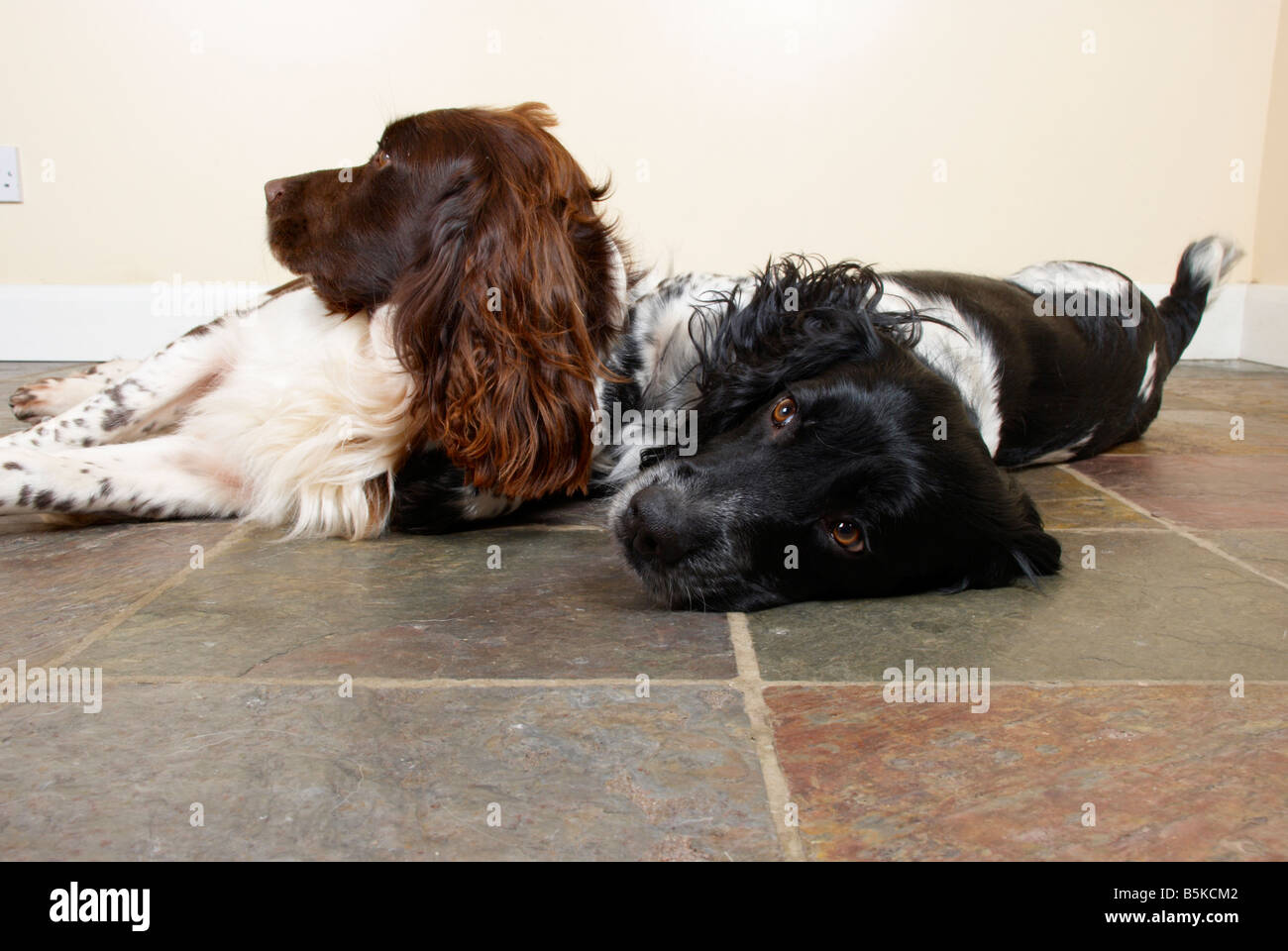 English springer spaniels (working gun dogs Stock Photo - Alamy