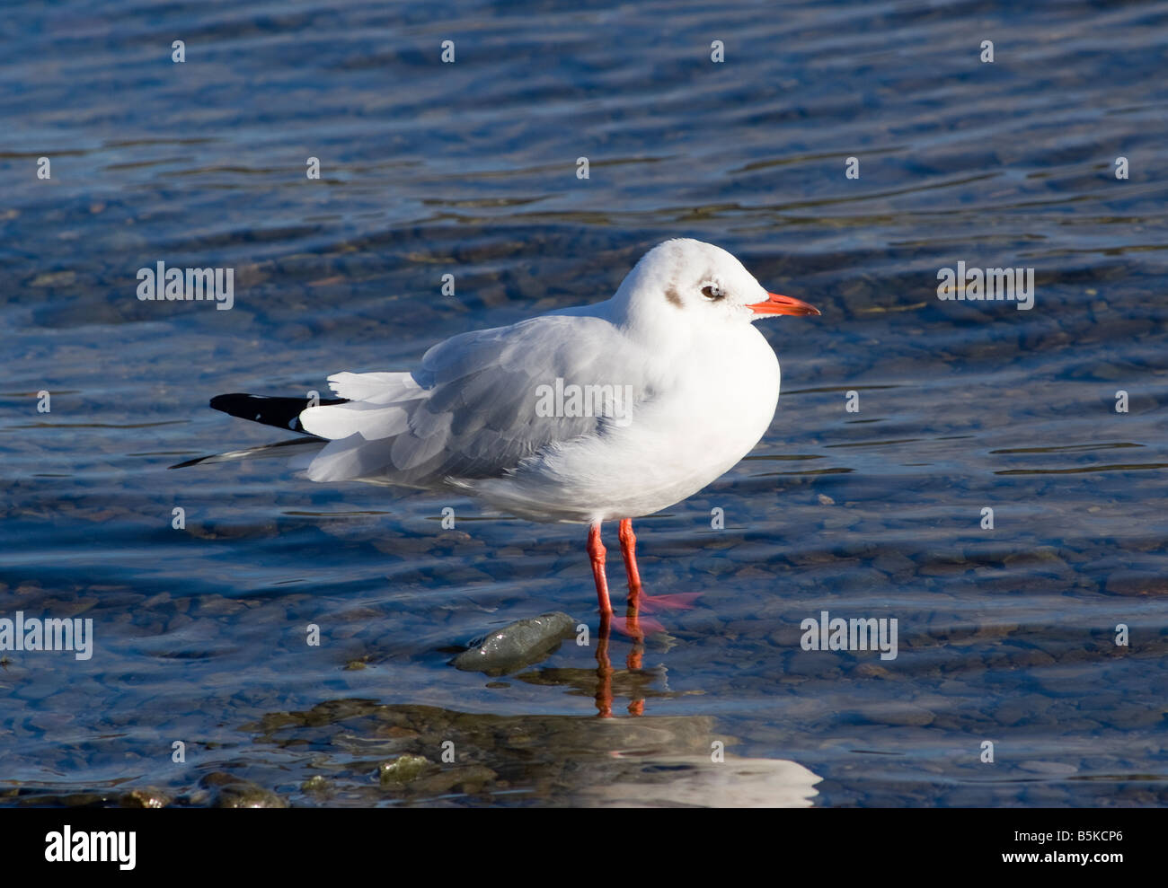 Black headed gull with winter plumage hi-res stock photography and ...
