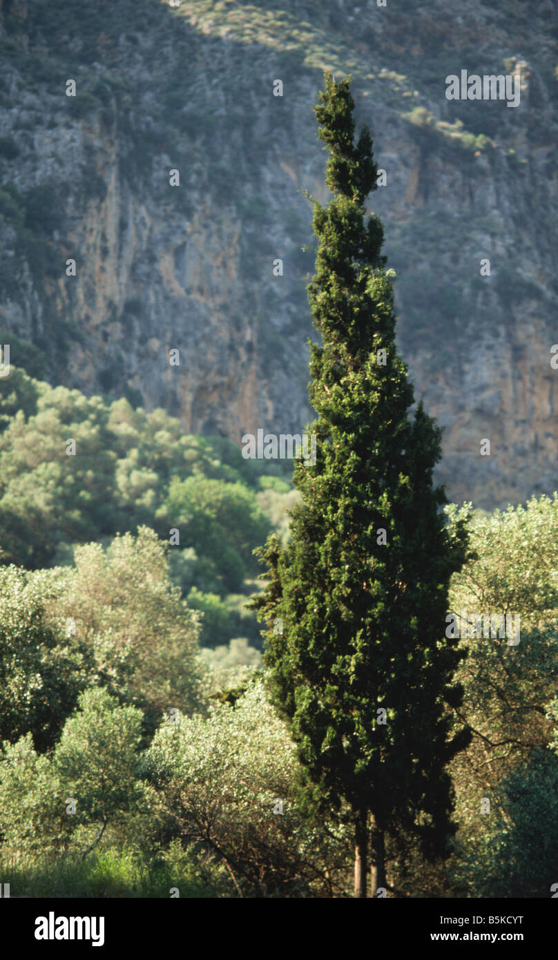 single cypress Crete Greece Stock Photo - Alamy