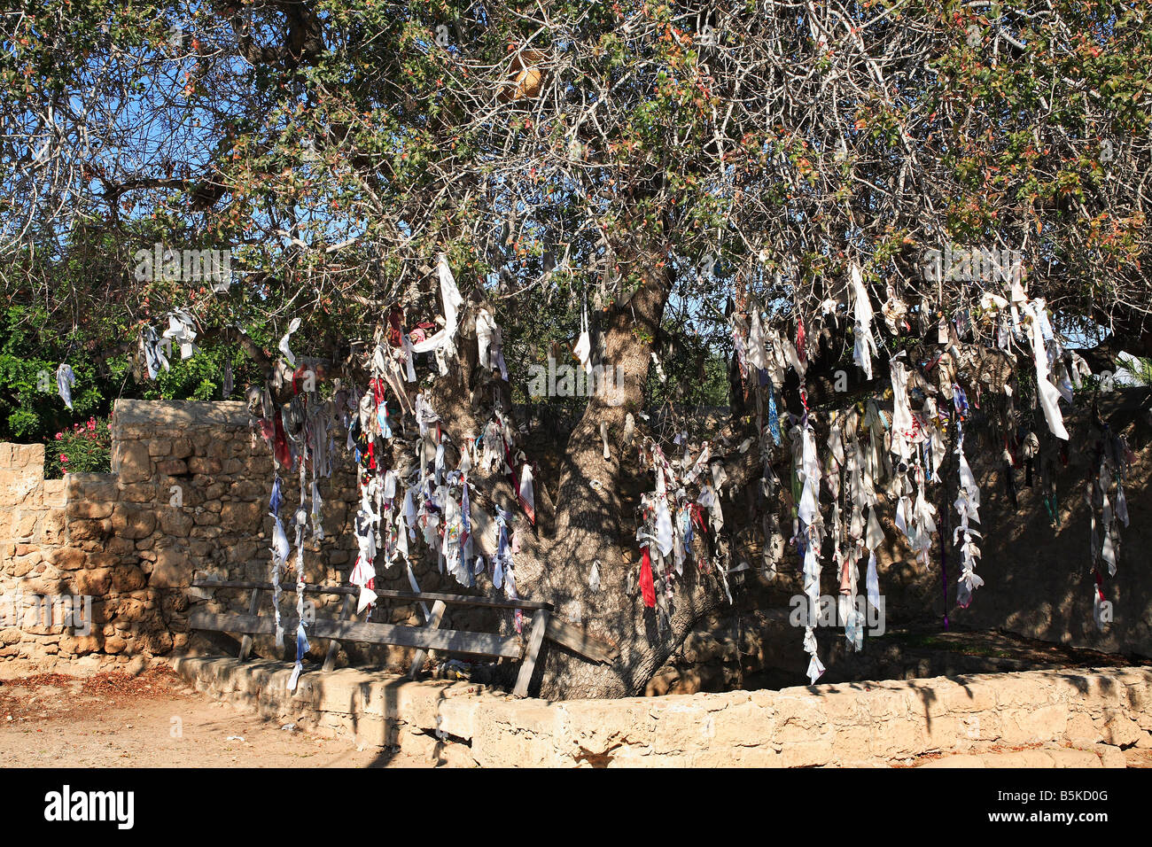 Ayia (Agia) Solomoni legendary tree curing illnesses in Paphos Cyprus ...
