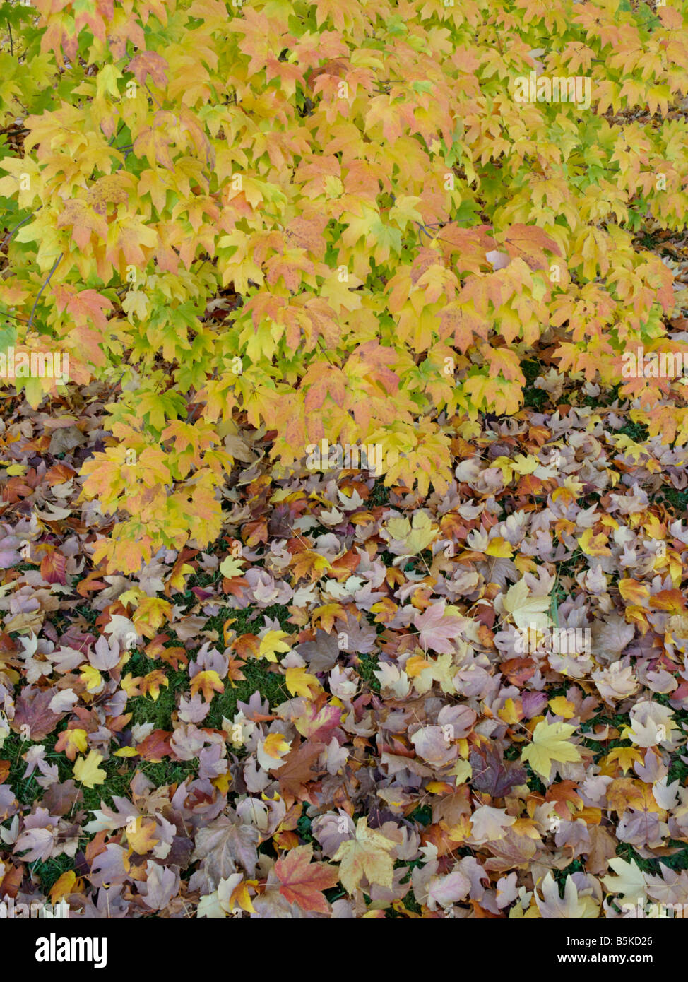 Sugar maple (Acer saccharum subsp. floridanum Stock Photo - Alamy