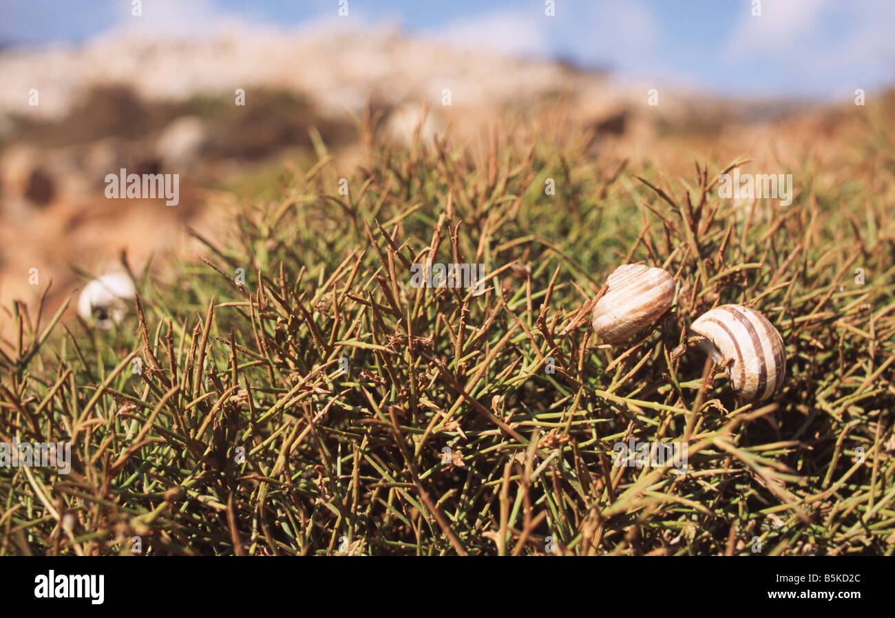 Snail snails crete greece hi-res stock photography and images - Alamy