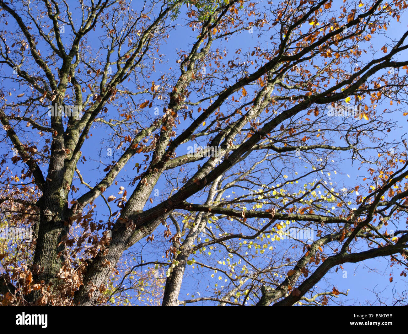 Durmast oak (Quercus petraea Stock Photo - Alamy
