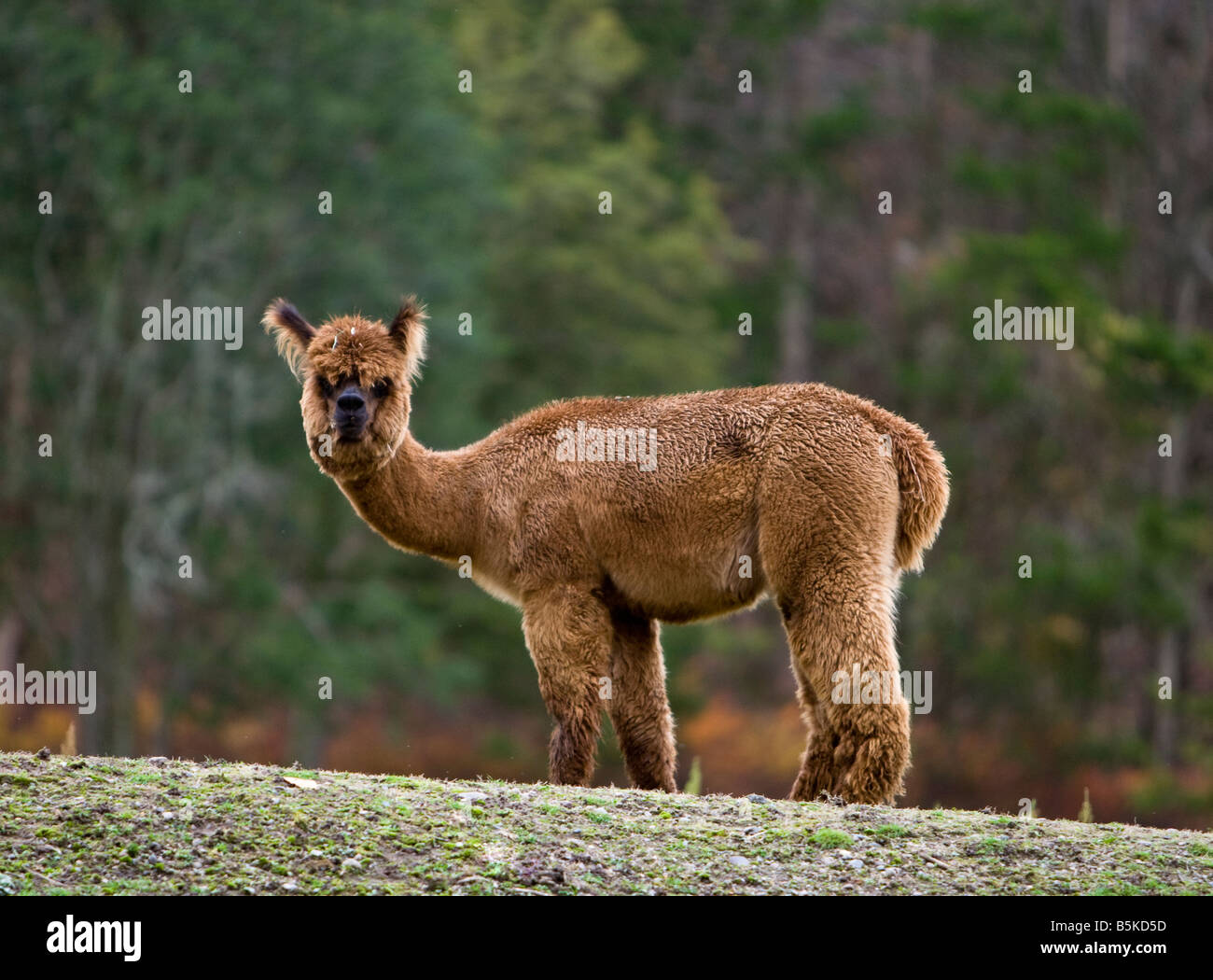 A llama standing in a field Stock Photo - Alamy