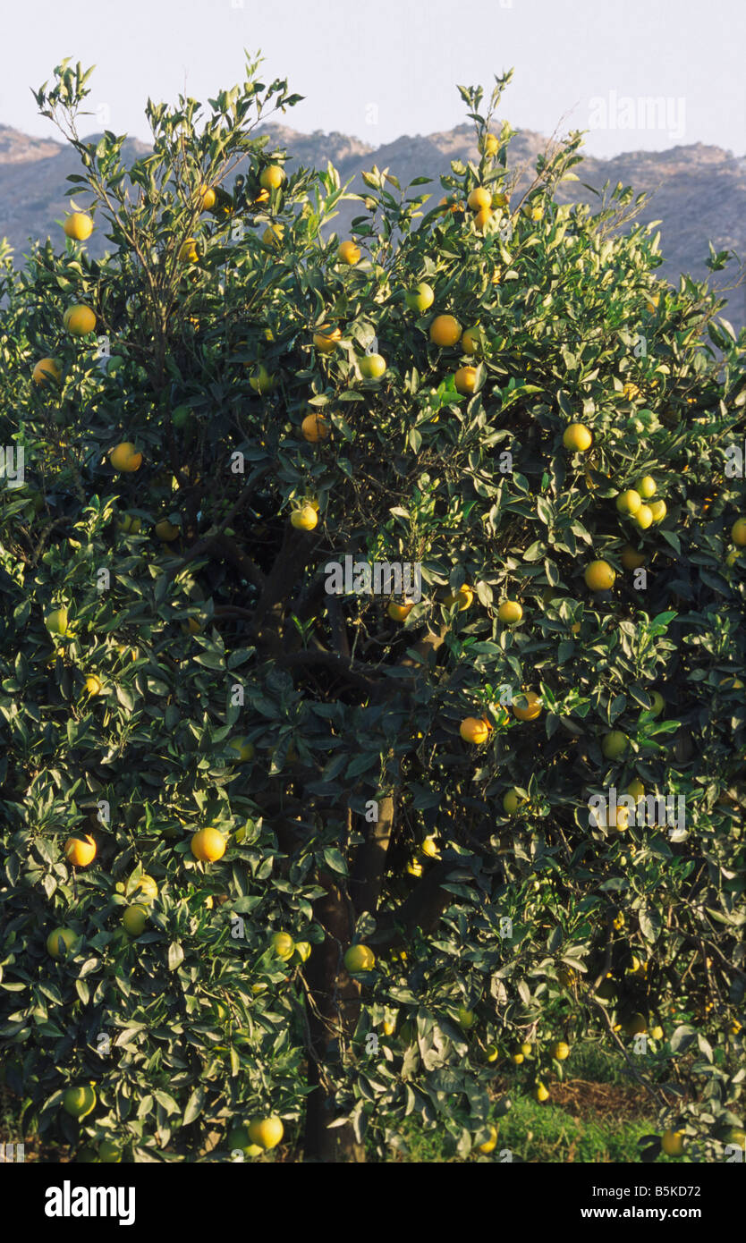 Orange tree plantation Stock Photo - Alamy