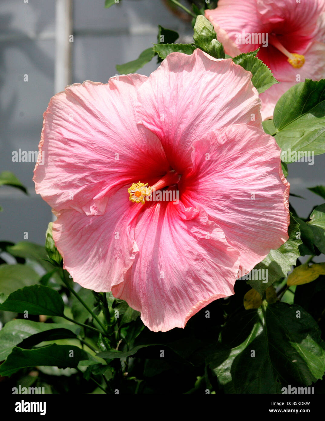 A Waimea Pink Chinese Hibiscus flower Stock Photo - Alamy