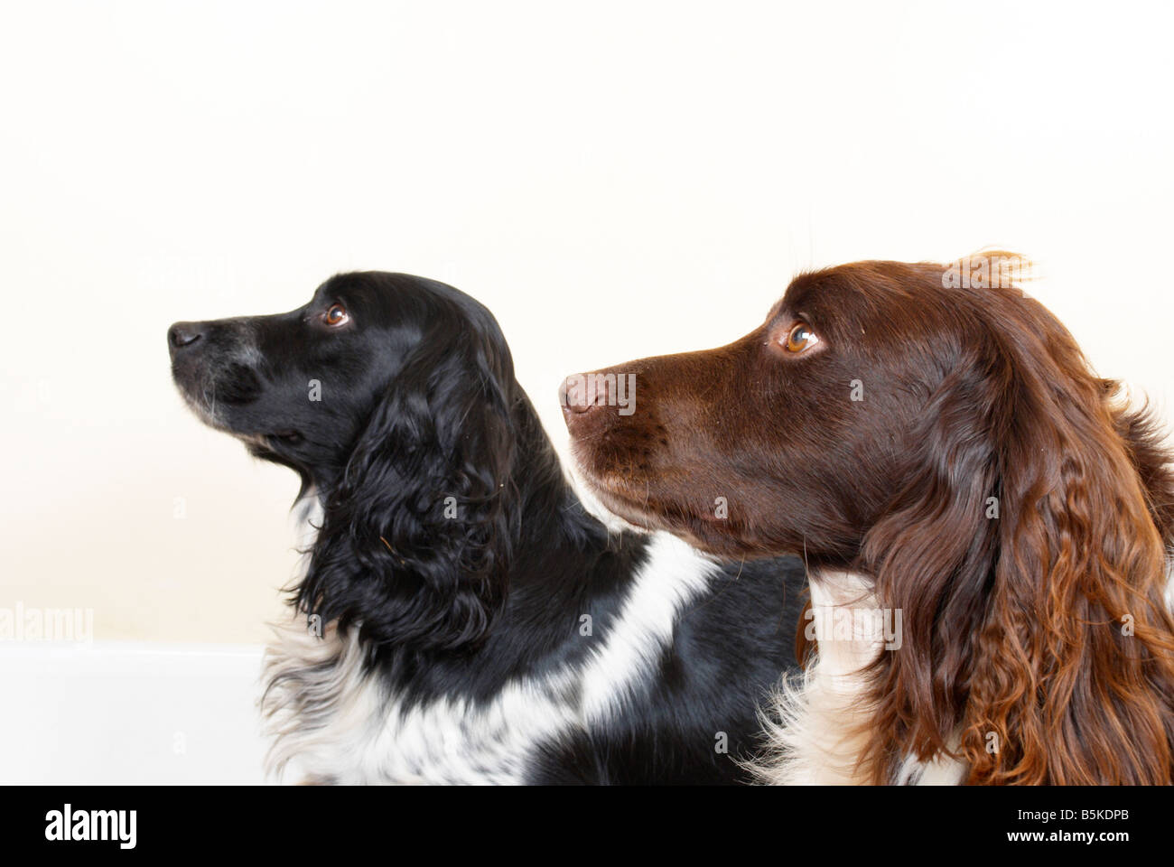 English springer spaniels (working gun dogs Stock Photo - Alamy