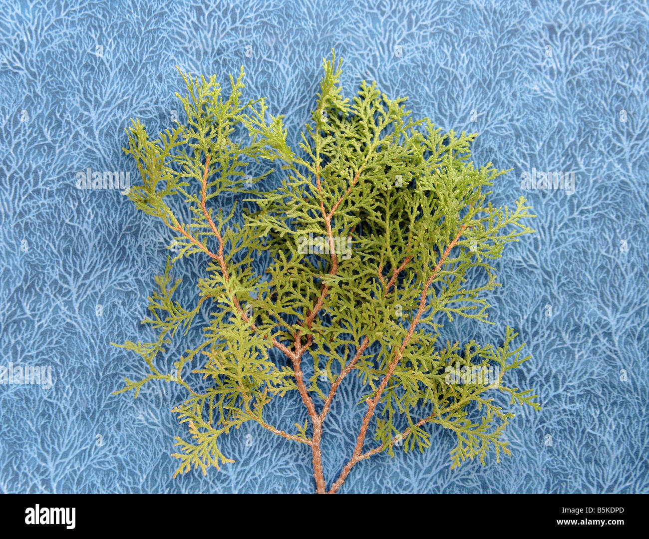 evergreen leaves on a blue fabric that echoes the leaf patterns Stock ...