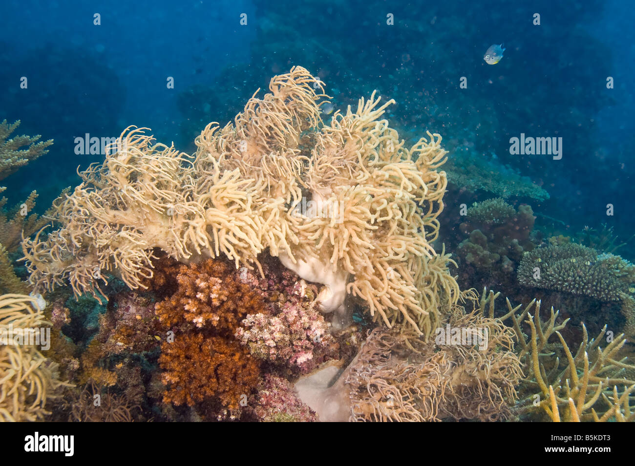 finger leather coral and other species of great barrier reef australia ...
