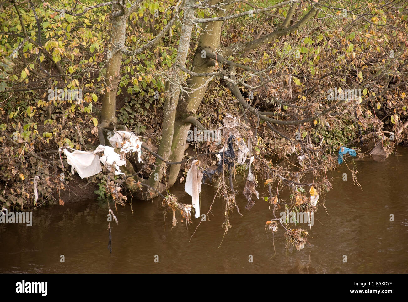 Trees litter hi-res stock photography and images - Alamy