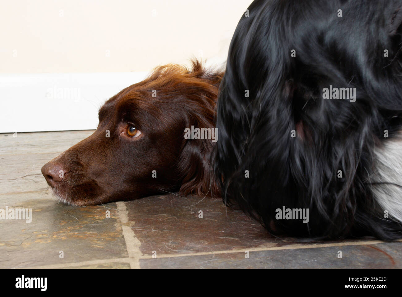 Dog working lines hi-res stock photography and images - Alamy