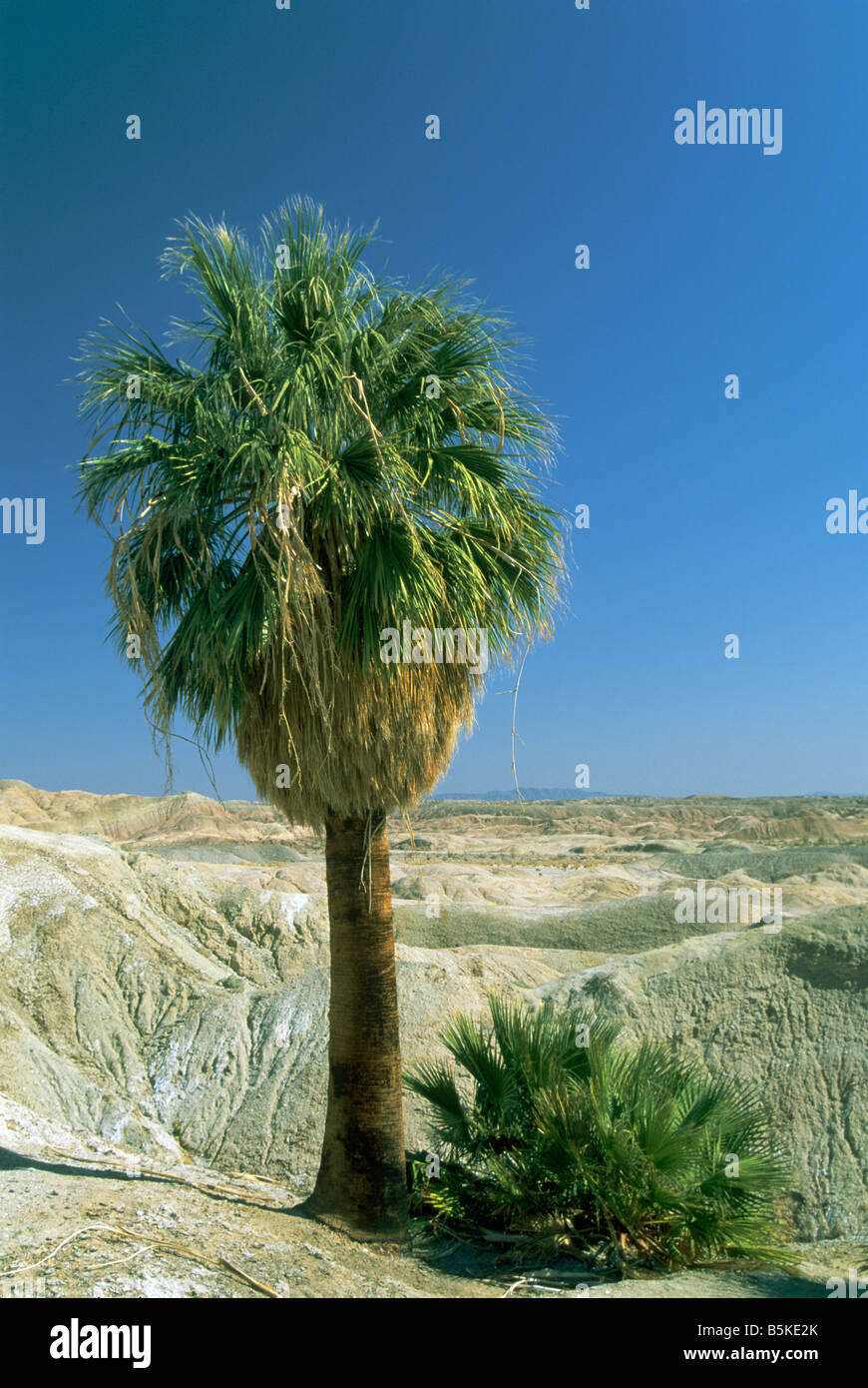 Palm spring desert hi-res stock photography and images - Alamy