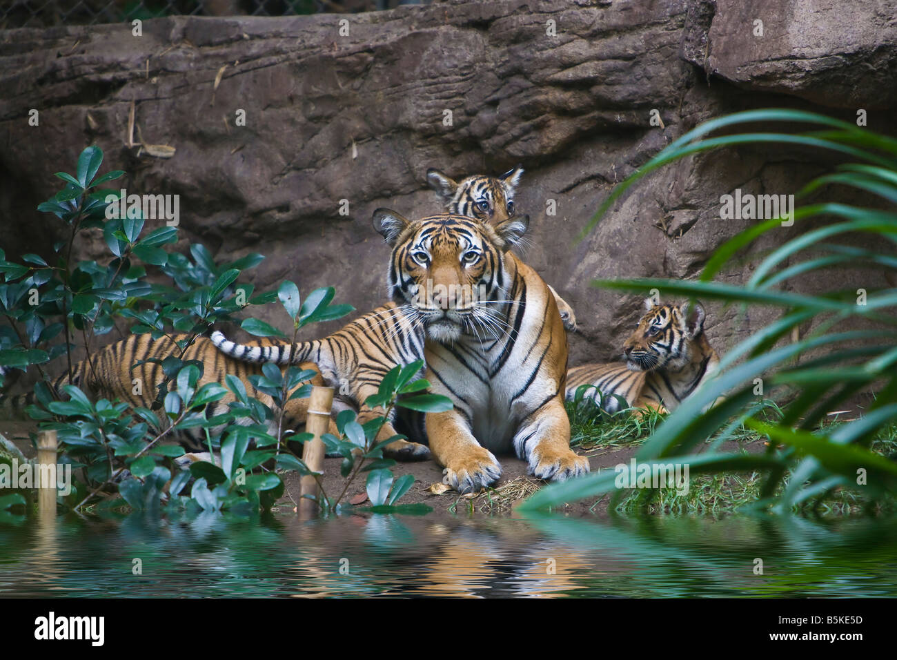 Naturalight cub female malayan tiger hi-res stock photography and ...