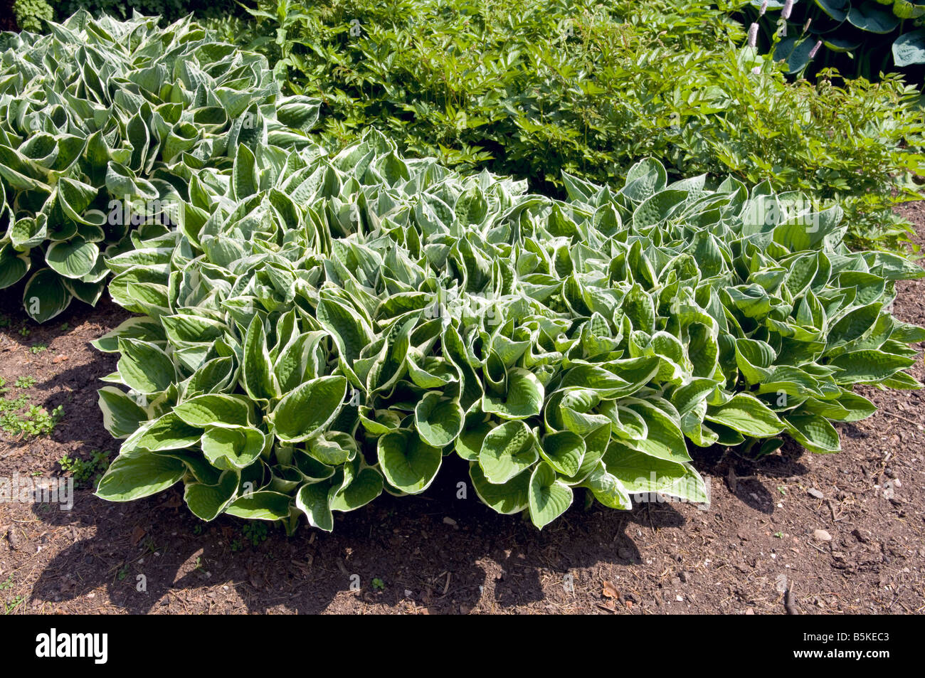 Lily master hi-res stock photography and images - Alamy