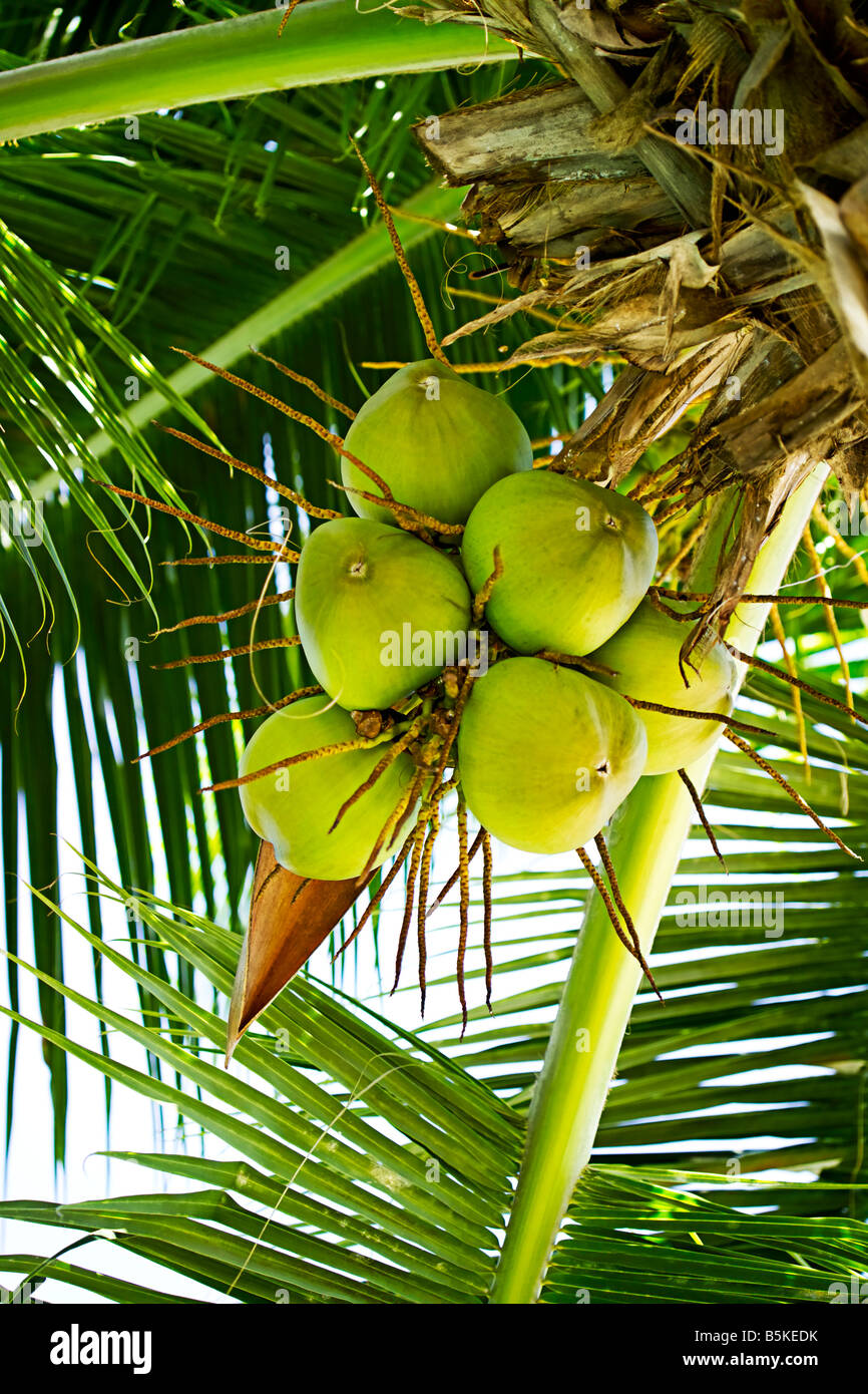 Coconuts in tree hi-res stock photography and images - Alamy