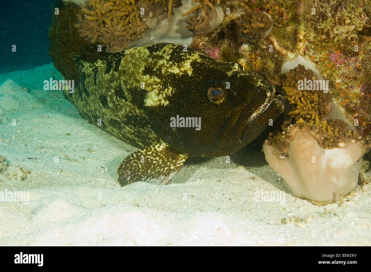 large grouper resting under edge of coral of great barrier reef ...
