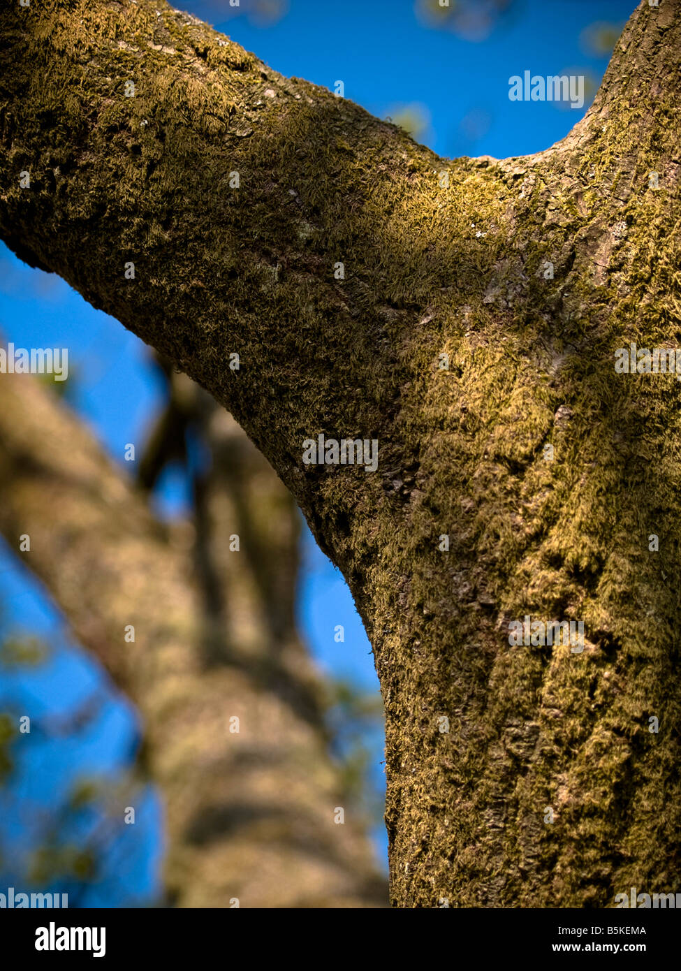 Lychen hi-res stock photography and images - Alamy